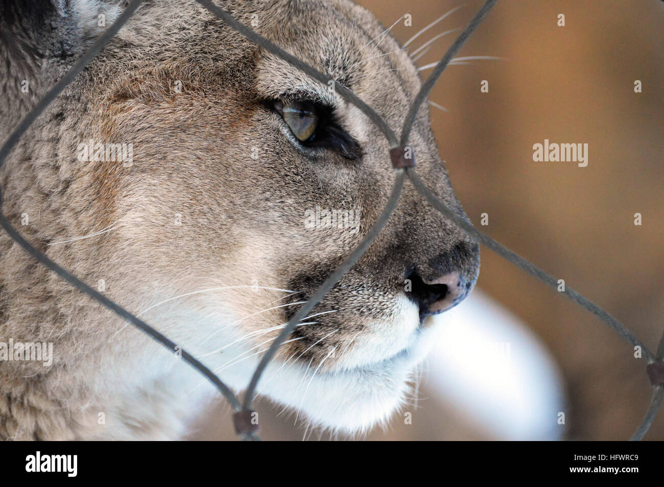 Puma at the Fence Stock Photo - Alamy