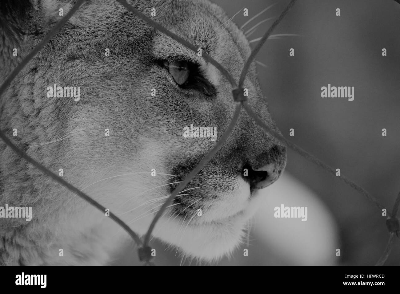 Puma eyes Black and White Stock Photos & Images - Alamy