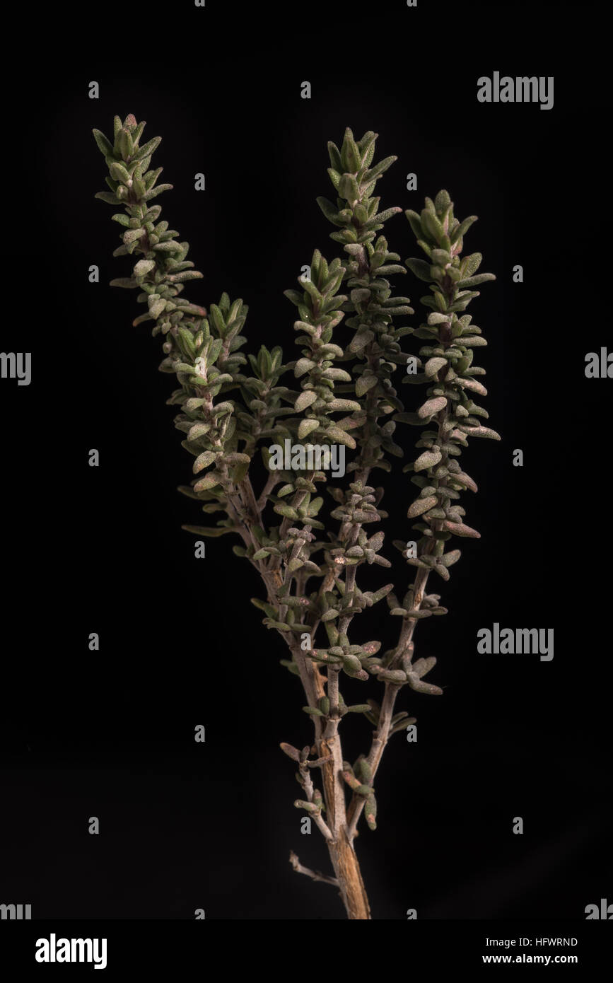 Bouquet thyme on isolated black background macro Stock Photo - Alamy