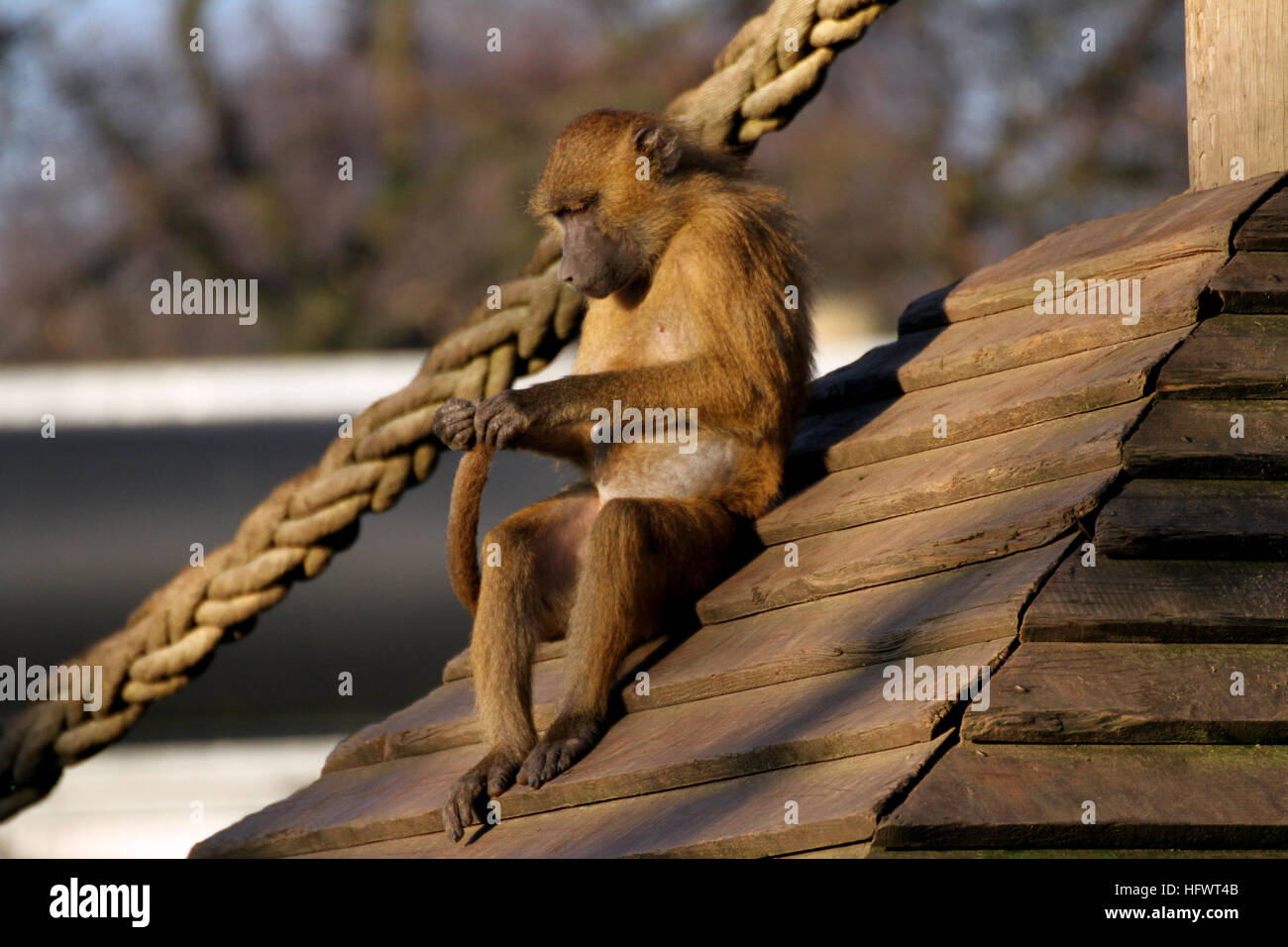 Baboon monkey hi-res stock photography and images - Alamy
