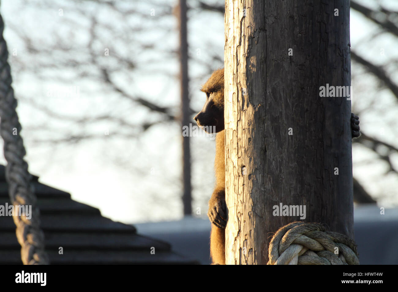Baboon monkey hi-res stock photography and images - Alamy