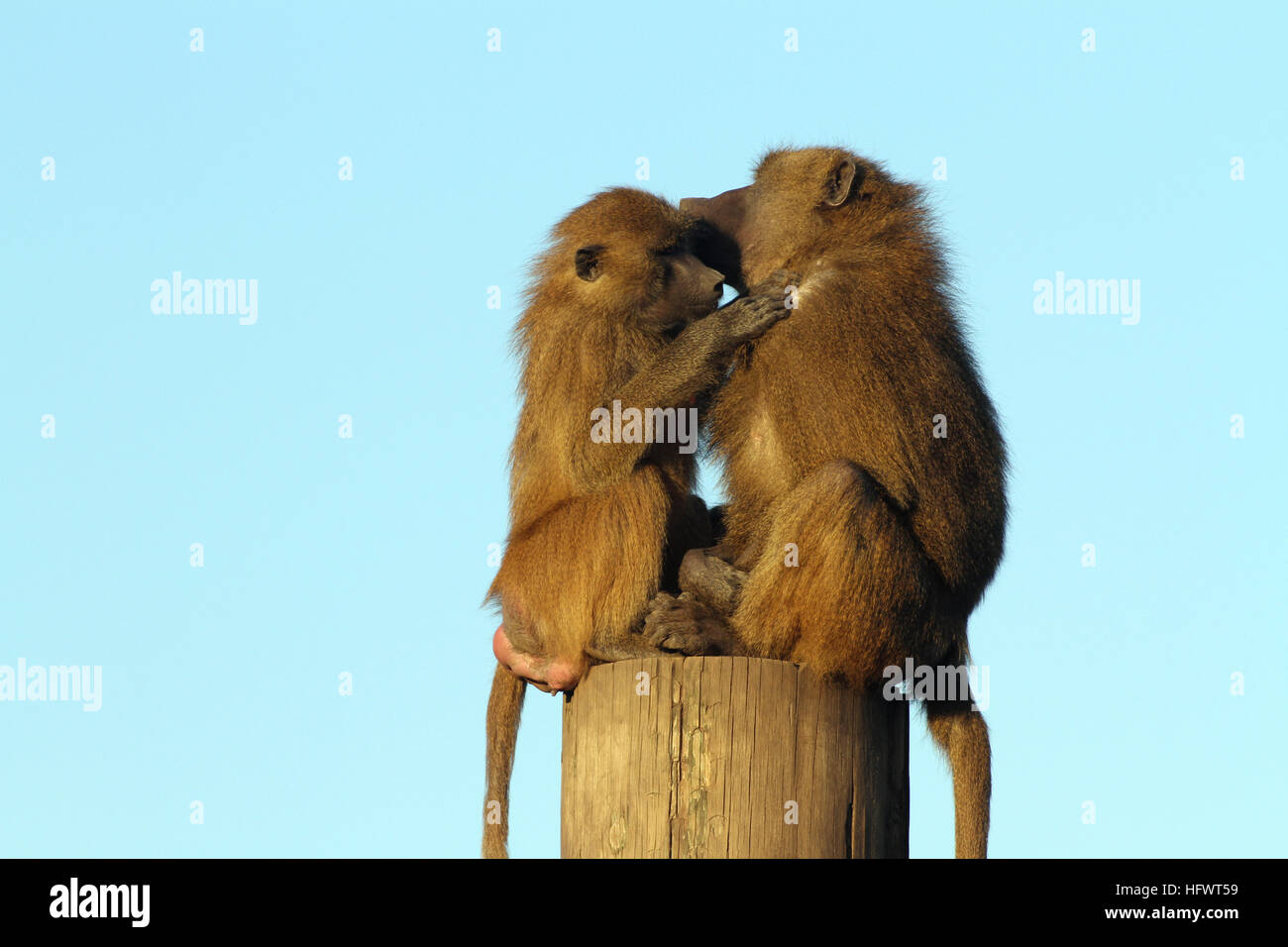 Monkey pair hi-res stock photography and images - Alamy