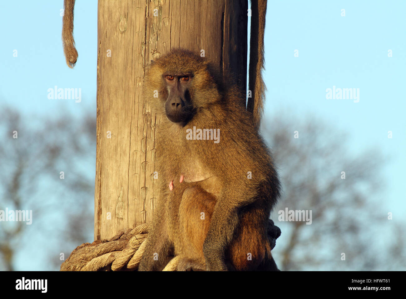 Baboon monkey hi-res stock photography and images - Alamy