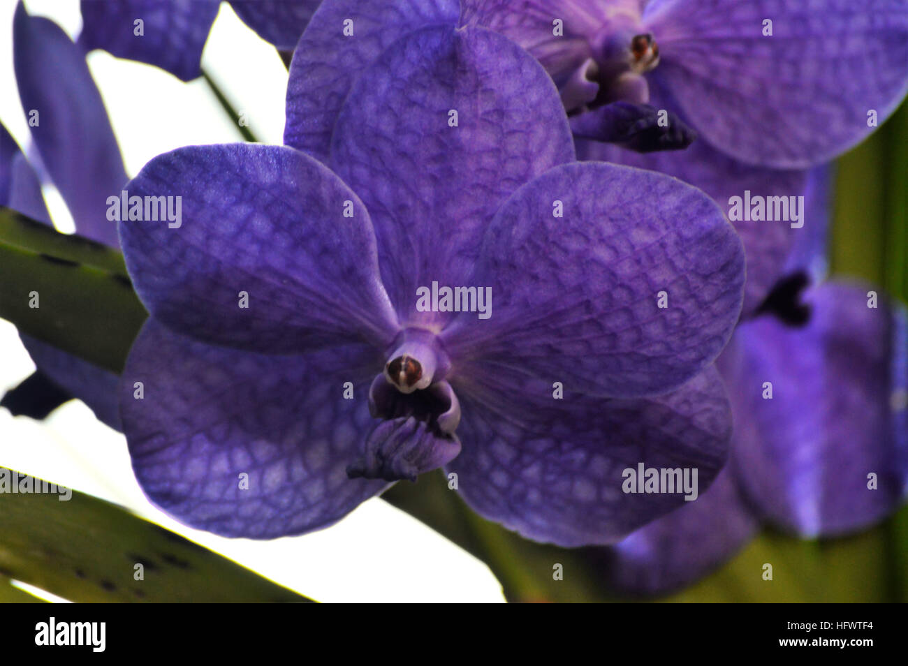 Orchid in the Garden Stock Photo - Alamy