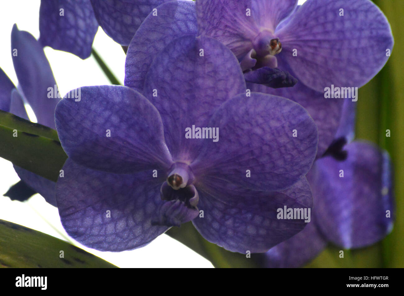 Orchid in the Garden Stock Photo - Alamy
