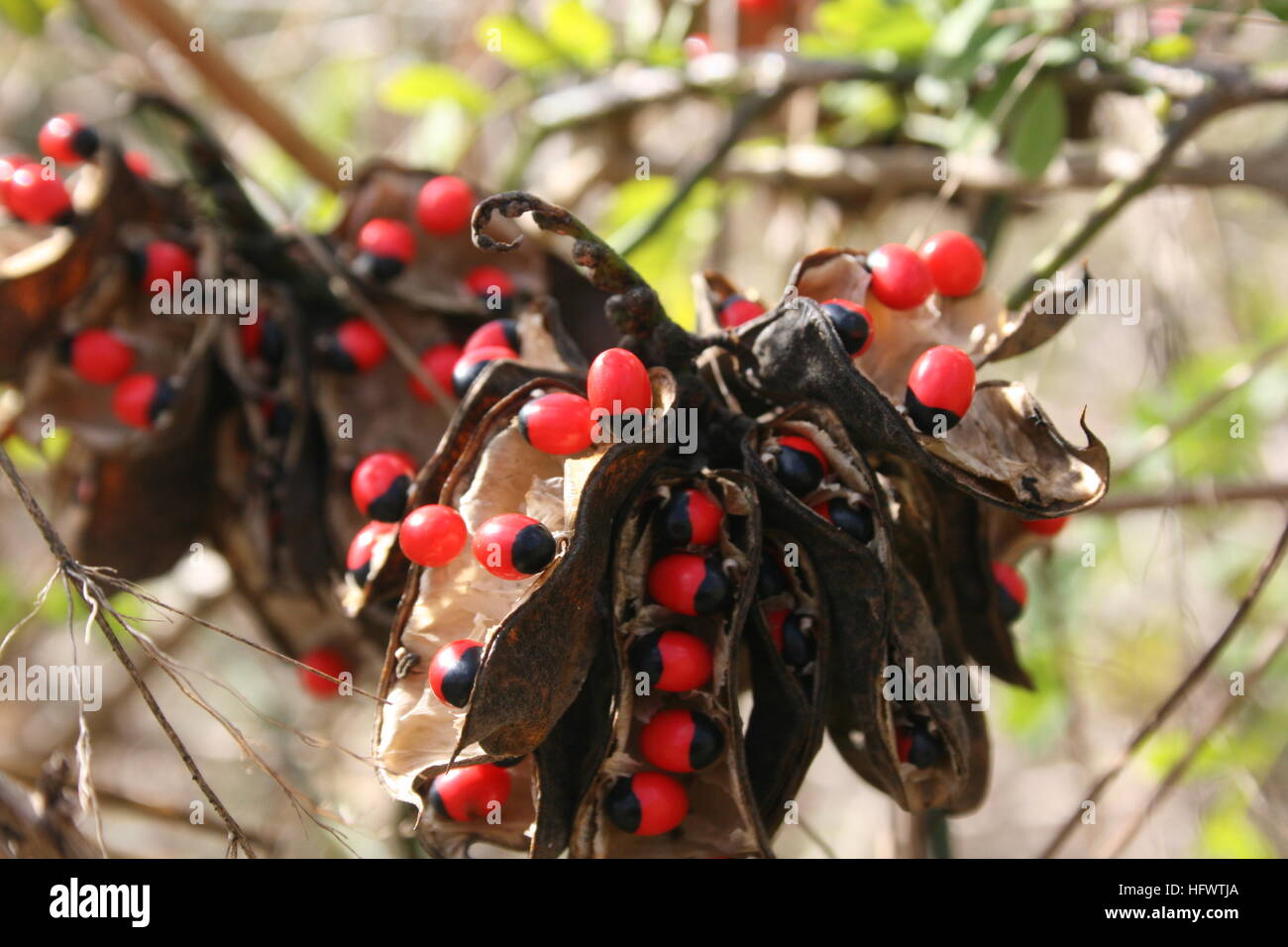 Lucky bean tree hi-res stock photography and images - Alamy