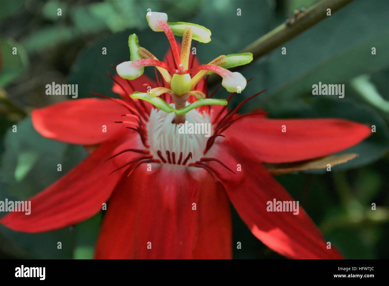 Red passion vine hi-res stock photography and images - Alamy