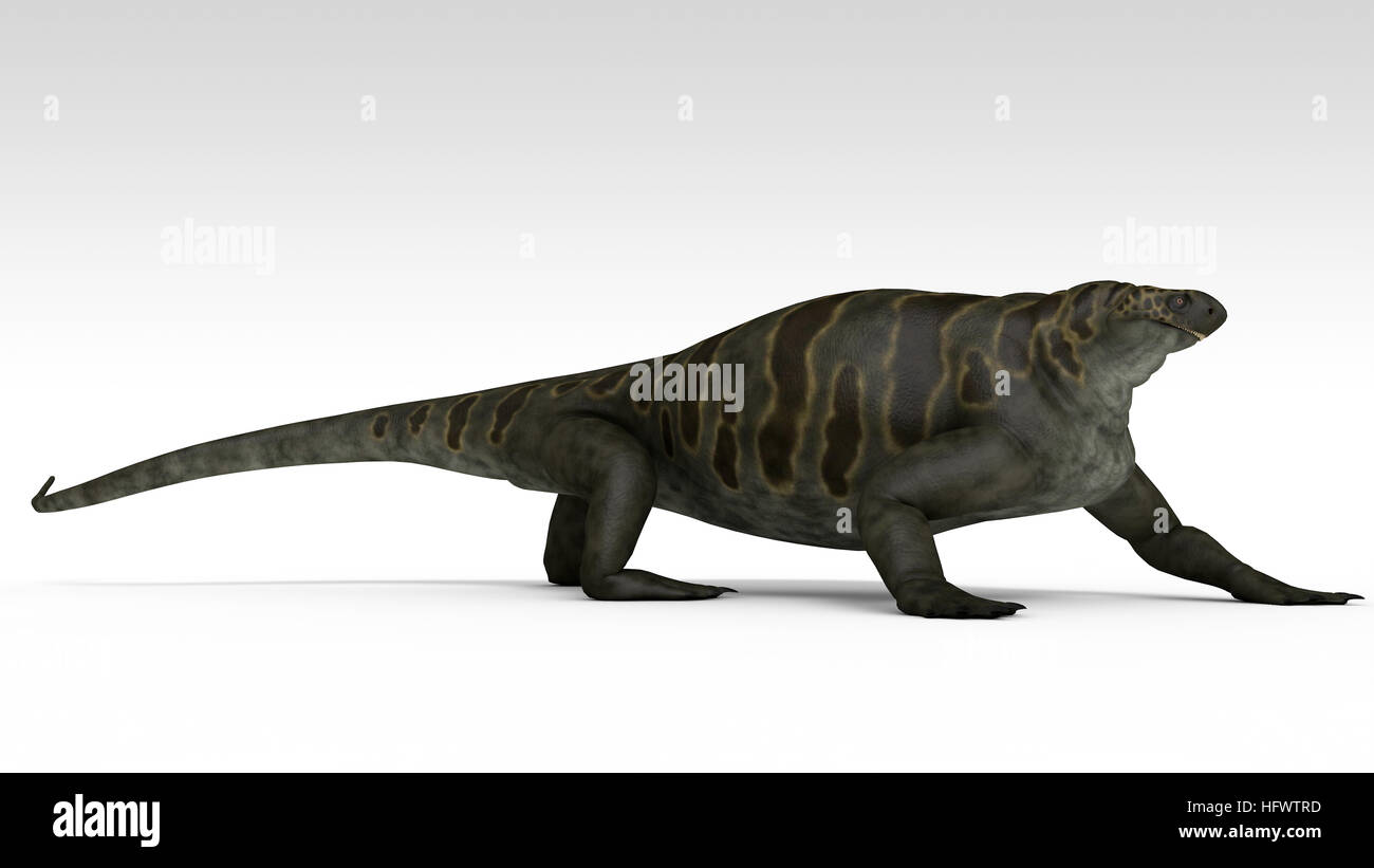 Cotylorhynchus hi-res stock photography and images - Alamy