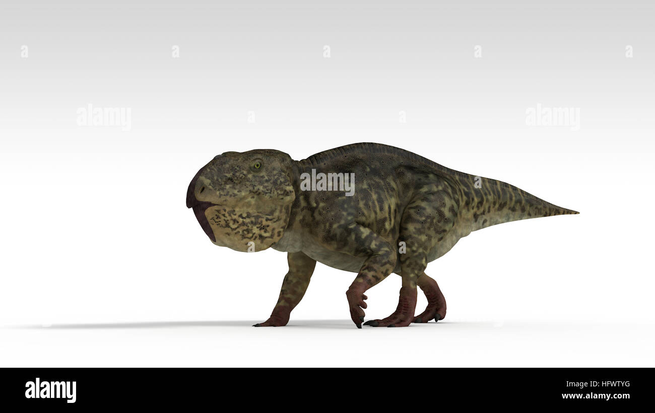 3d illustration of udanoceratops isolated on white Stock Photo - Alamy