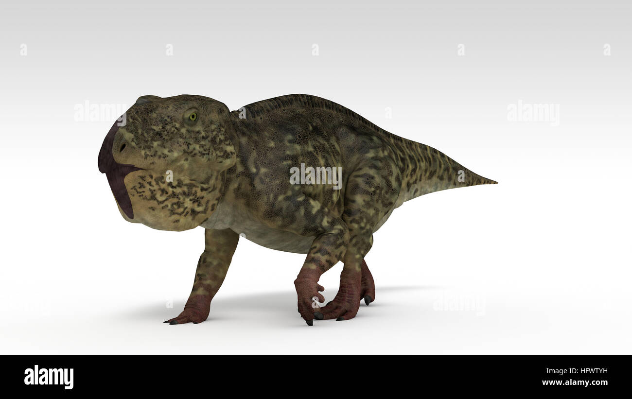 3d illustration of udanoceratops isolated on white Stock Photo - Alamy