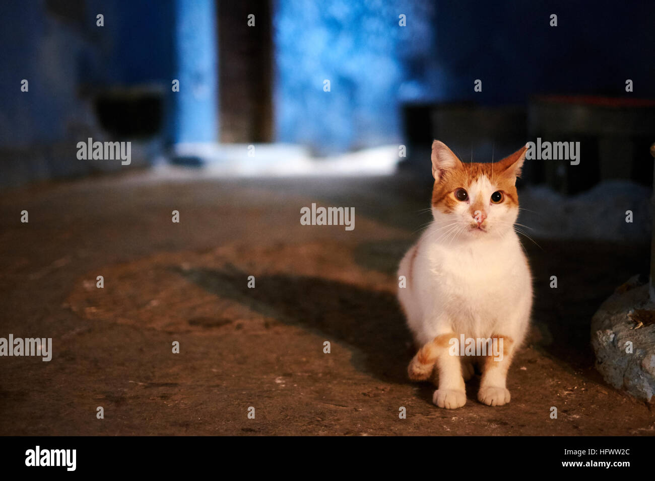 Ginger White Cat Stock Photos & Ginger White Cat Stock Images - Alamy