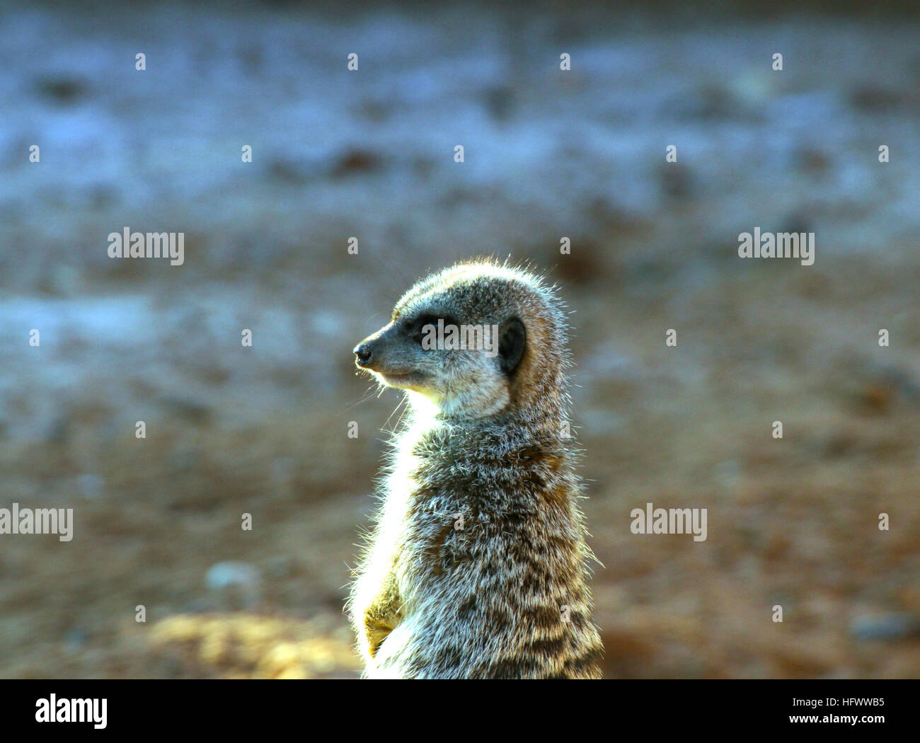 Meerkat head hi-res stock photography and images - Alamy