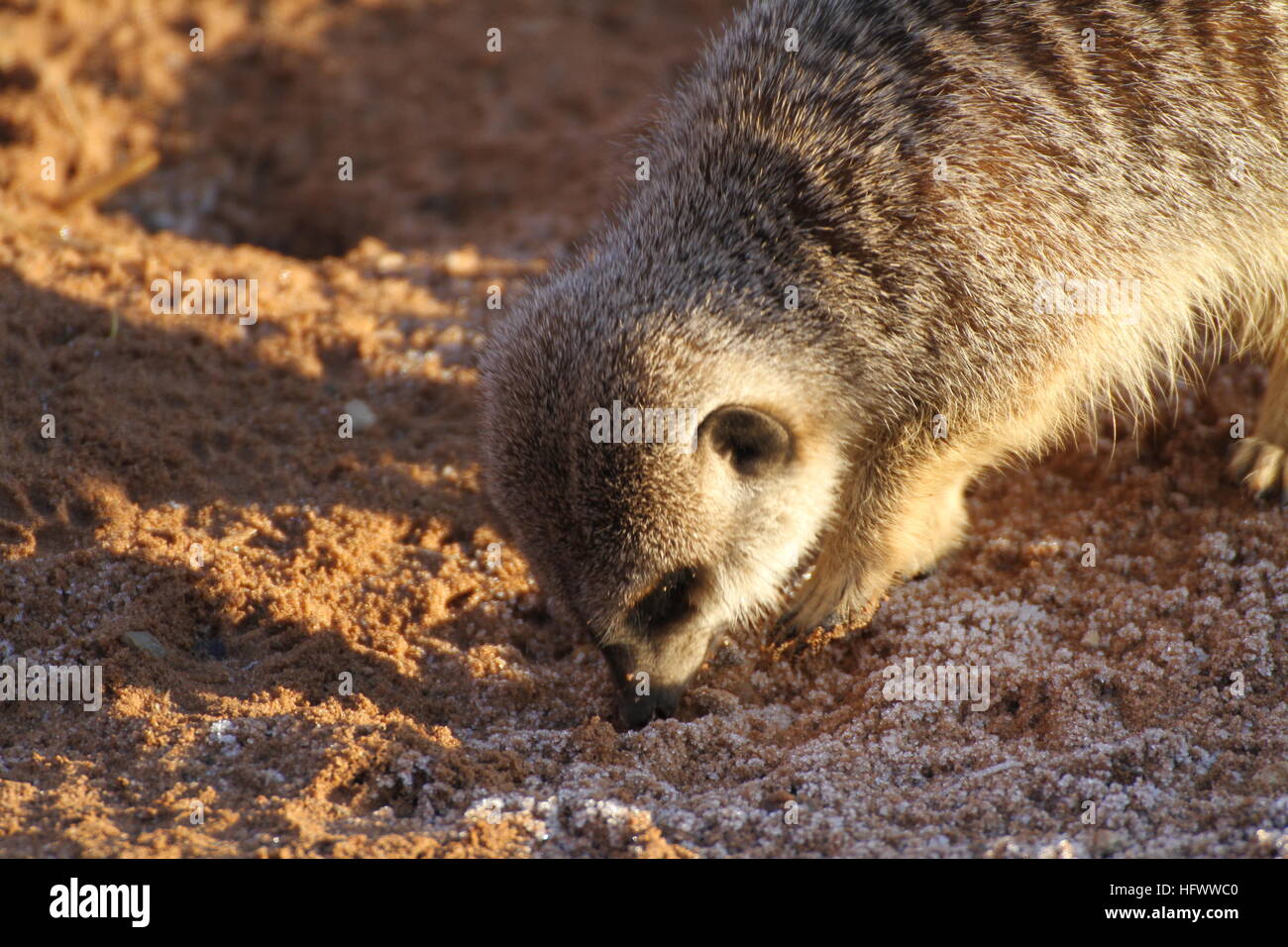 Meerkat head hi-res stock photography and images - Alamy