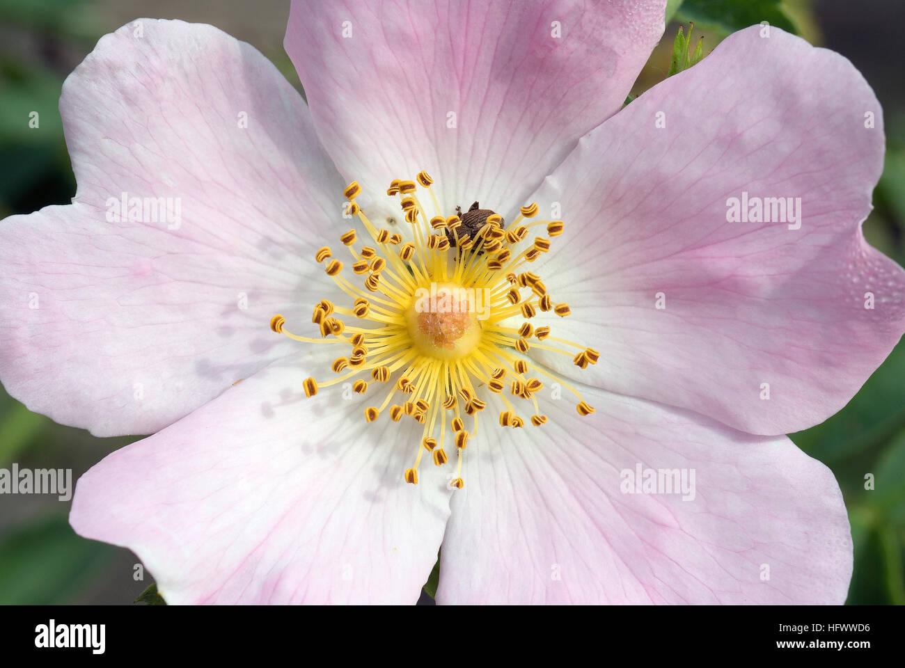 Dog rose, wild rose (rosa canina), Umbria, Italy Stock Photo - Alamy