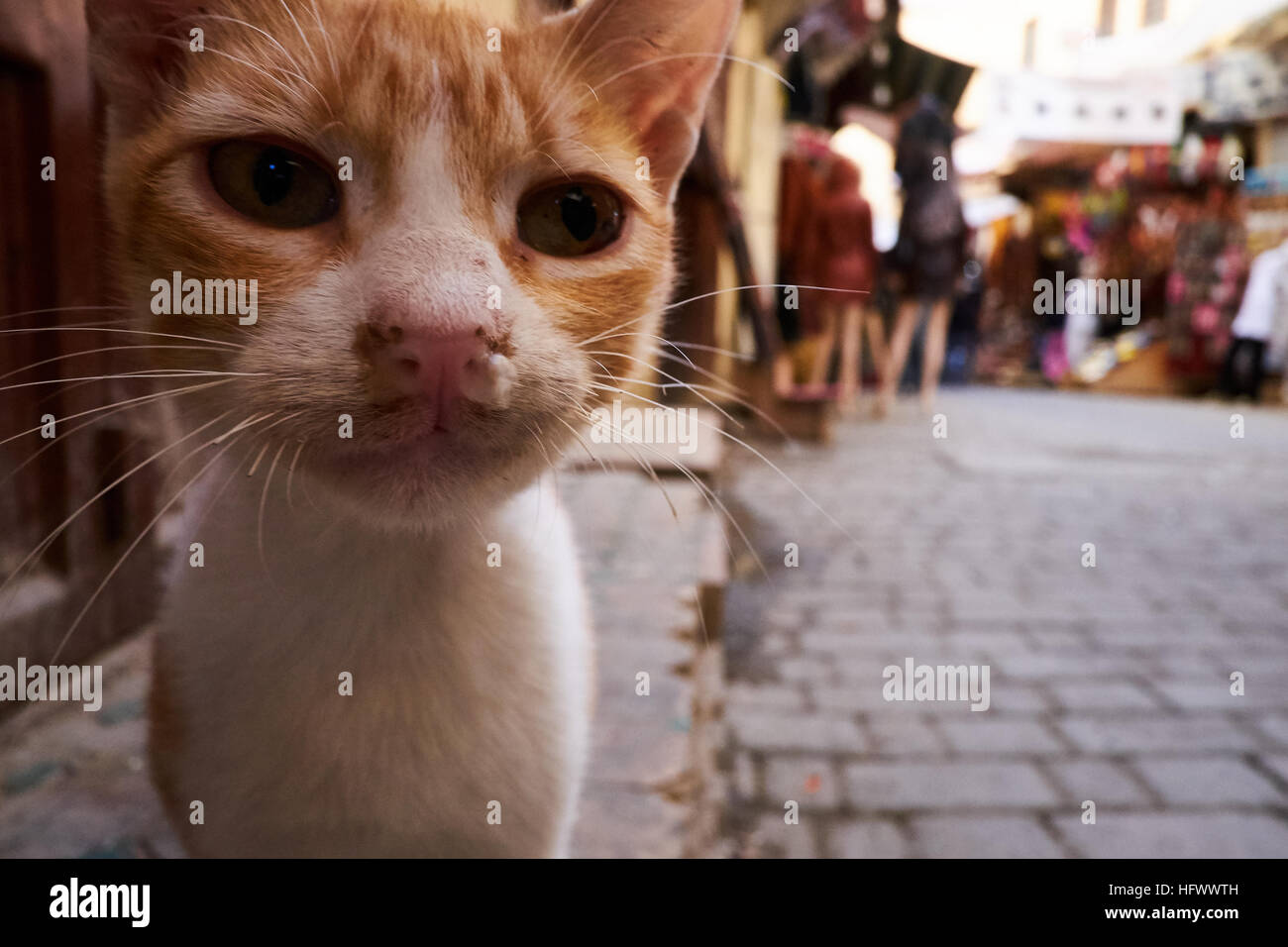 Ginger tom looking up hi-res stock photography and images - Alamy