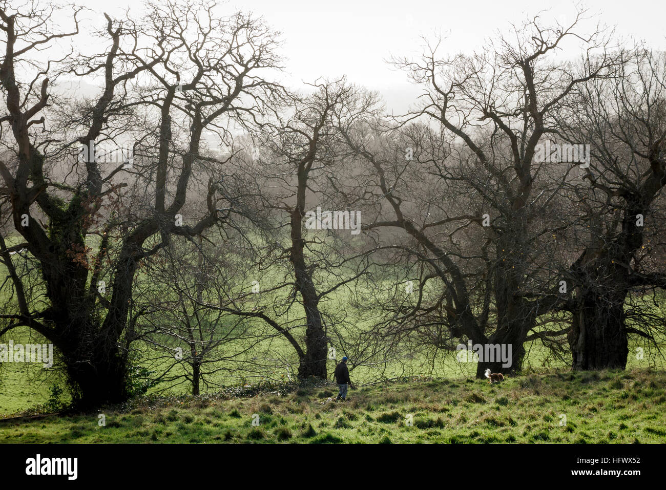 Sweet chestnut trees hi-res stock photography and images - Alamy
