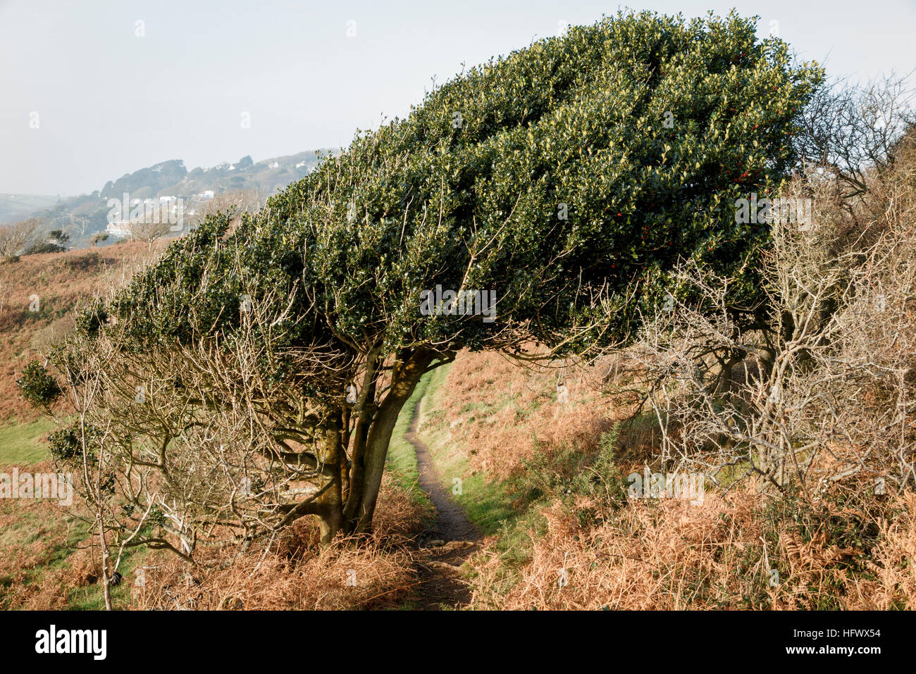 Stunted windswept tree hi-res stock photography and images - Alamy