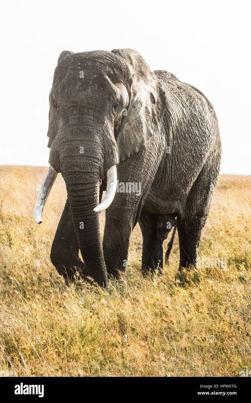 African elephant bull serengeti hi-res stock photography and images - Alamy