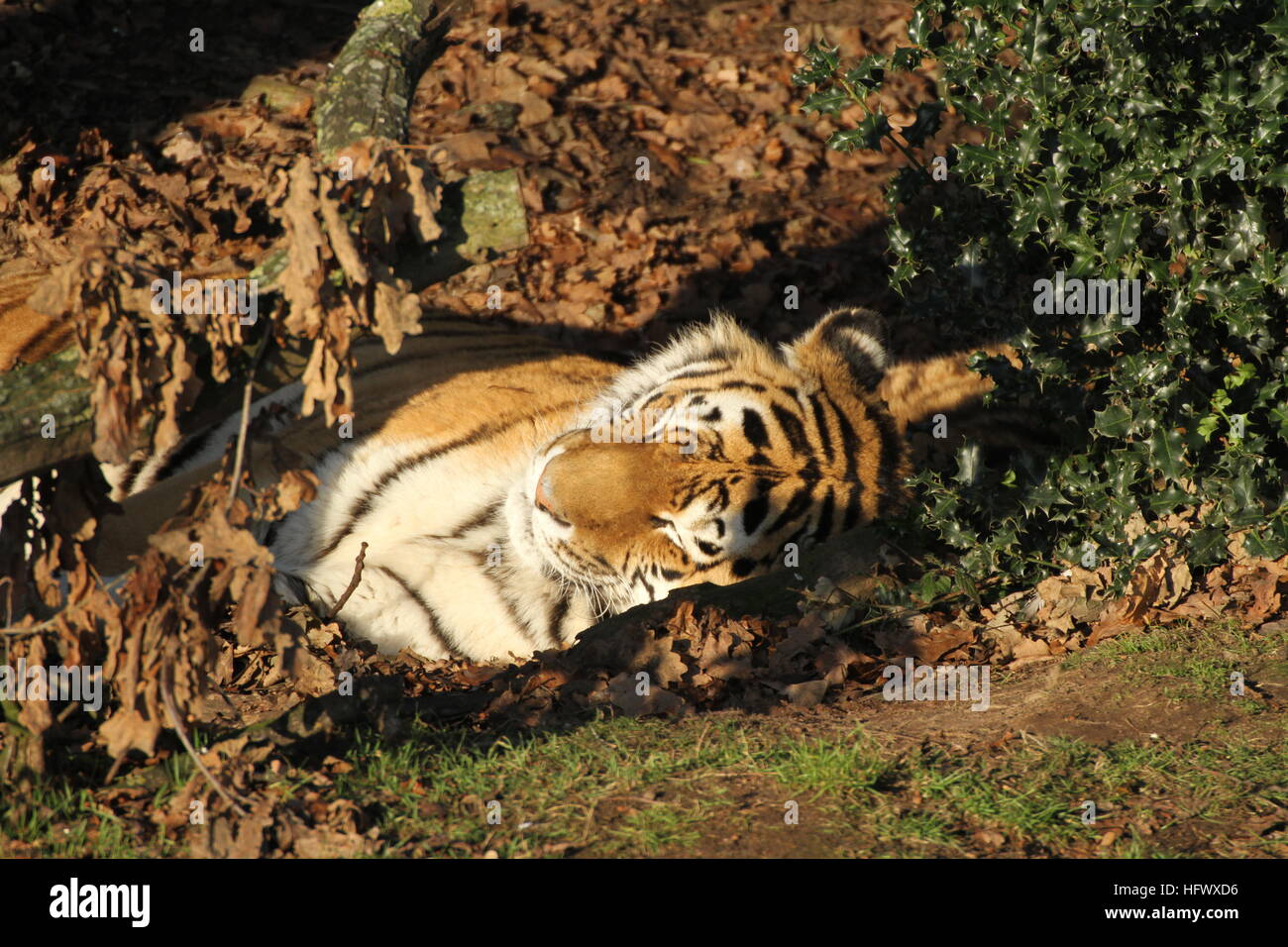Tiger camouflage hi-res stock photography and images - Alamy