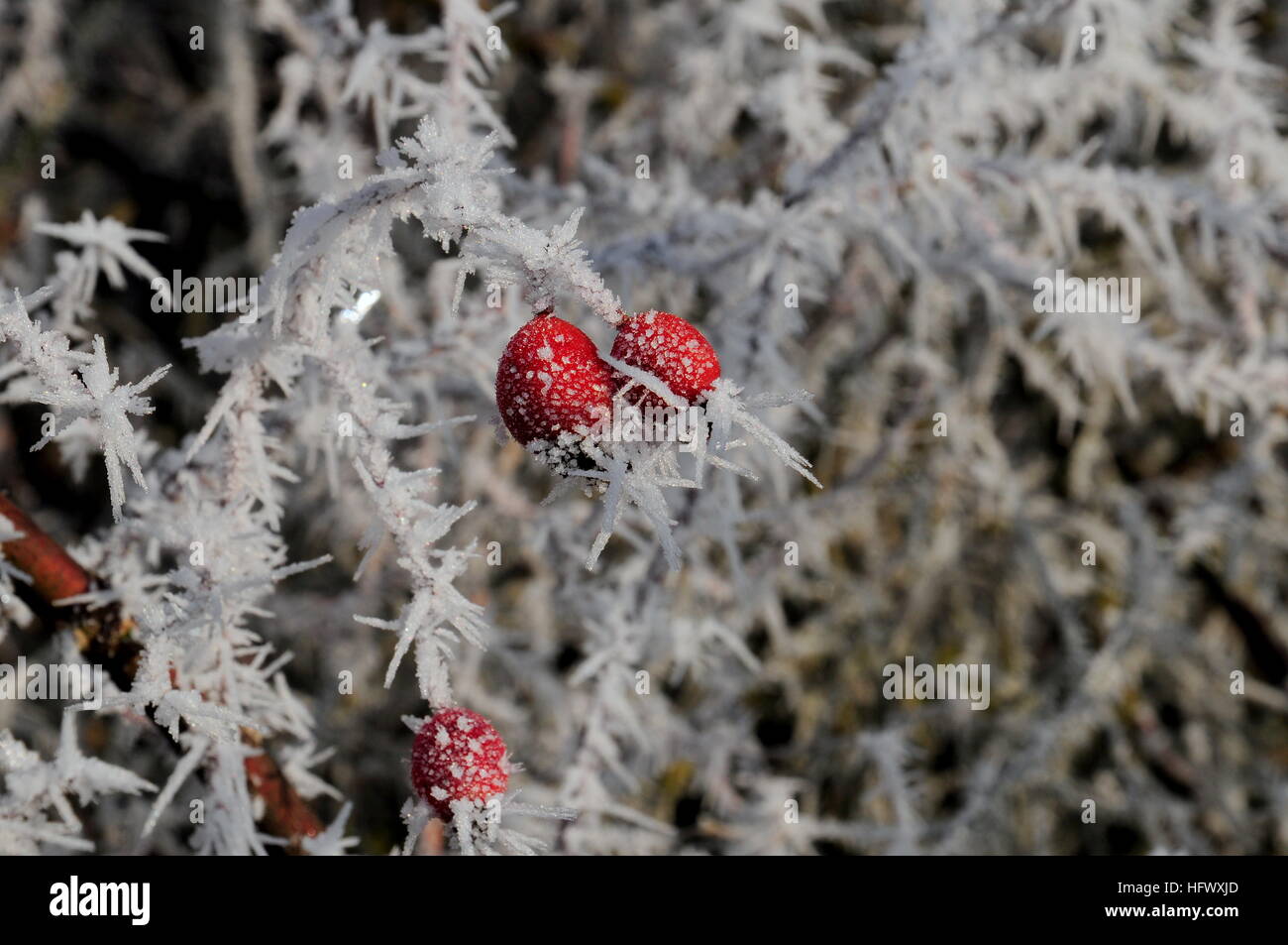 Icing on the plants, winter, ice, leaf, nature Stock Photo - Alamy