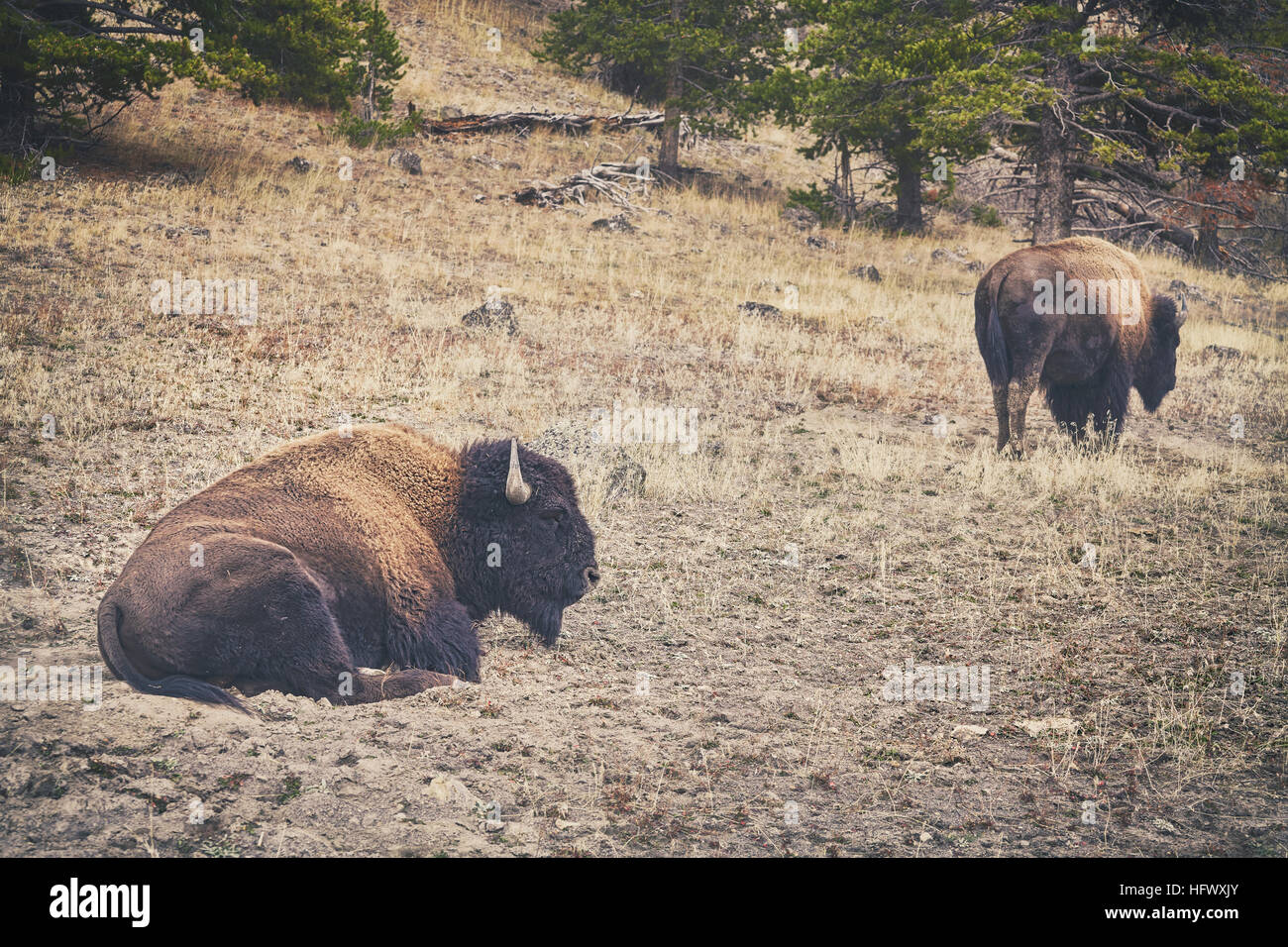 Retro toned American bison (Bison bison) in Yellowstone National Park ...
