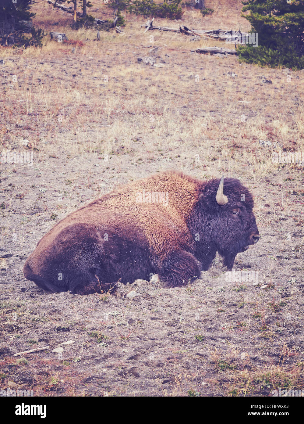 Vintage toned American bison (Bison bison) in Yellowstone National Park ...