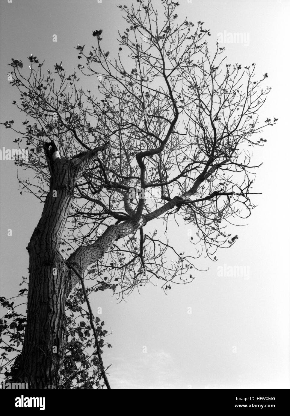 Black and white tree capture with a film camera Stock Photo - Alamy
