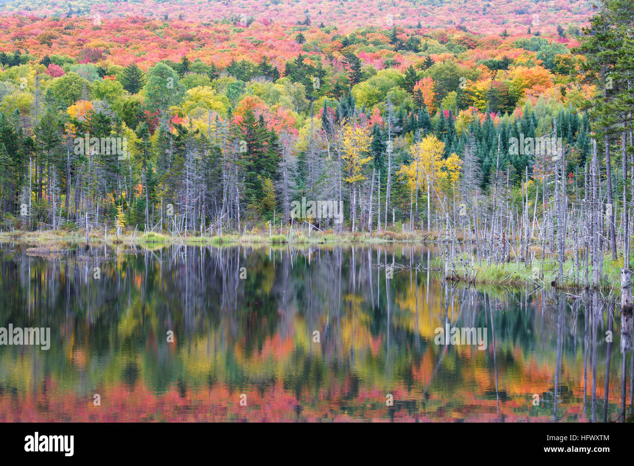Reflection of autumn foliage on Mount Deception in a small pond along ...
