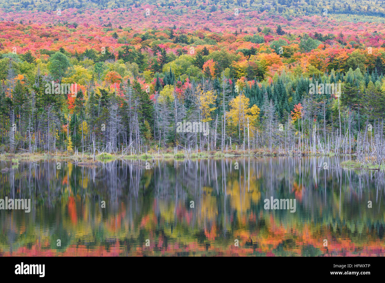 Reflection of autumn foliage on Mount Deception in a small pond along ...
