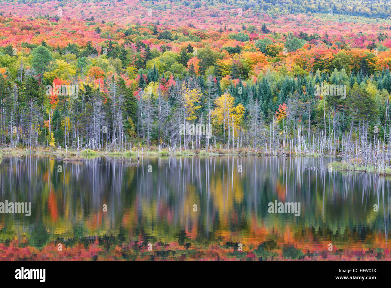 Reflection of autumn foliage on Mount Deception in a small pond along ...