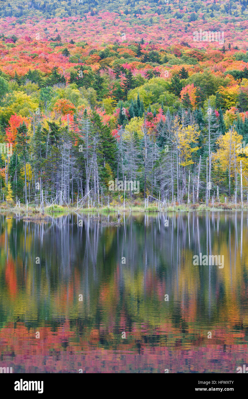 Reflection of autumn foliage on Mount Deception in a small pond along ...