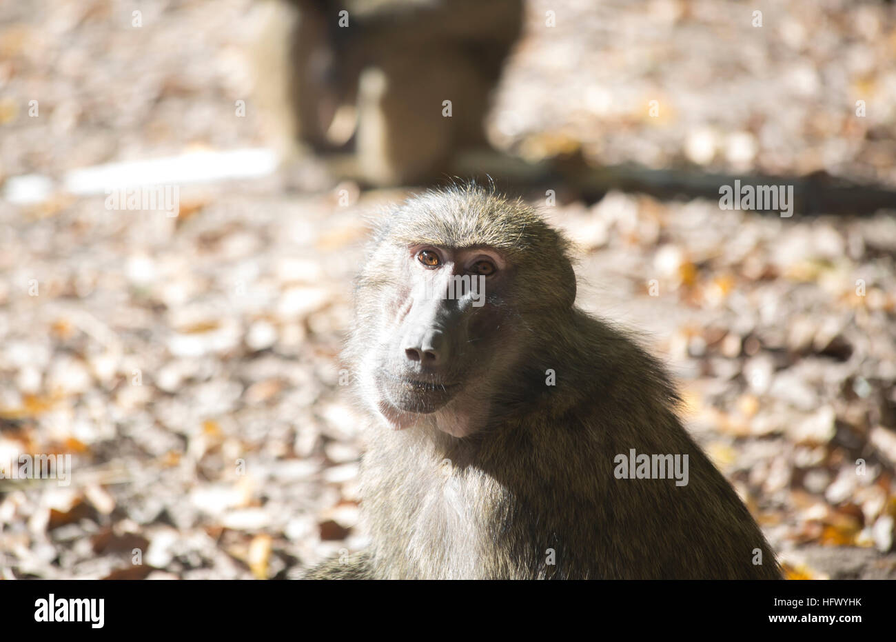 Baboon snout hi-res stock photography and images - Alamy