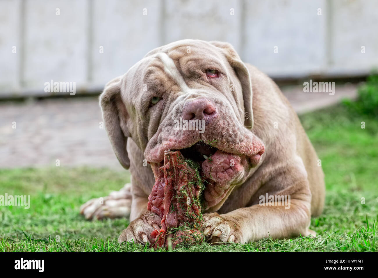 Neapolitan Mastiff Dogs
