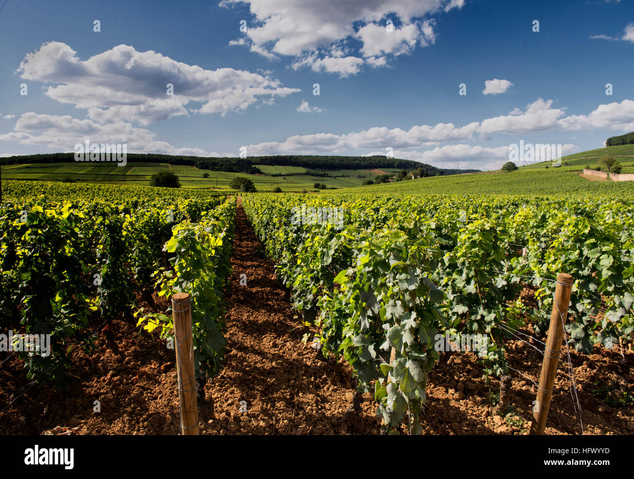 Bourgogne vineyard hi-res stock photography and images - Alamy