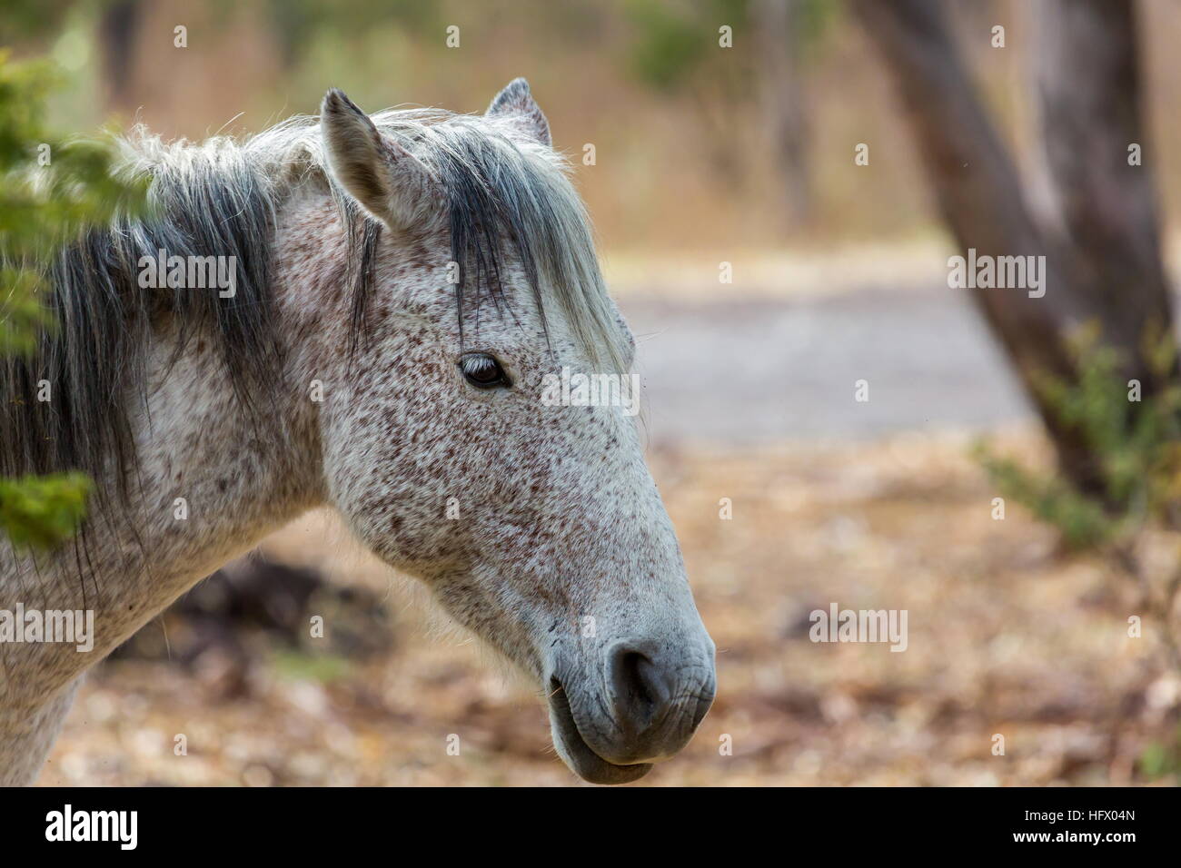 Wild and domesticated Mustangs of Mexico Stock Photo - Alamy