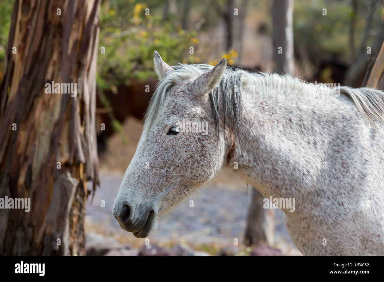 Wild and domesticated Mustangs of Mexico Stock Photo - Alamy