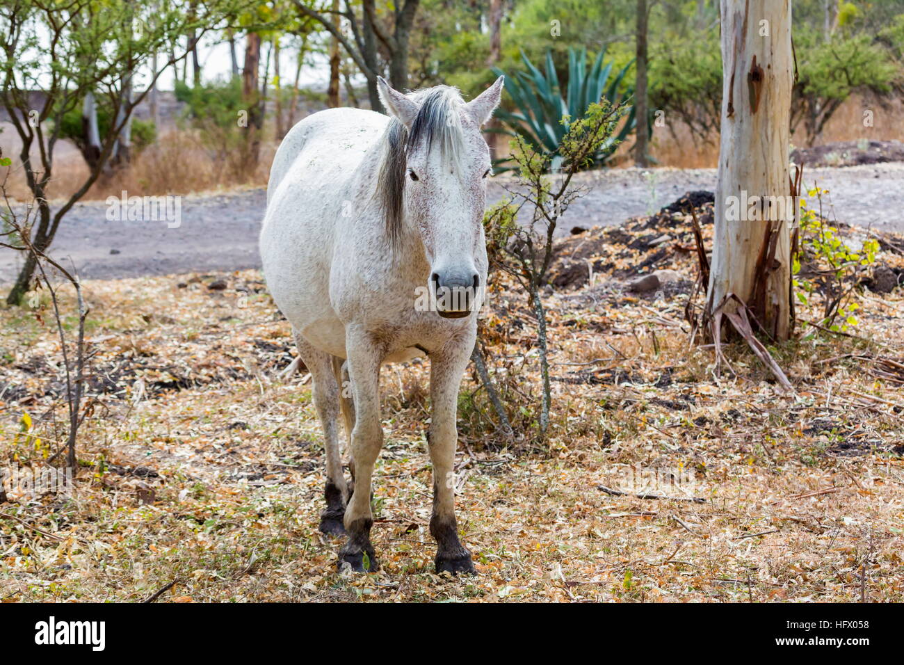 Wild and domesticated Mustangs of Mexico Stock Photo - Alamy