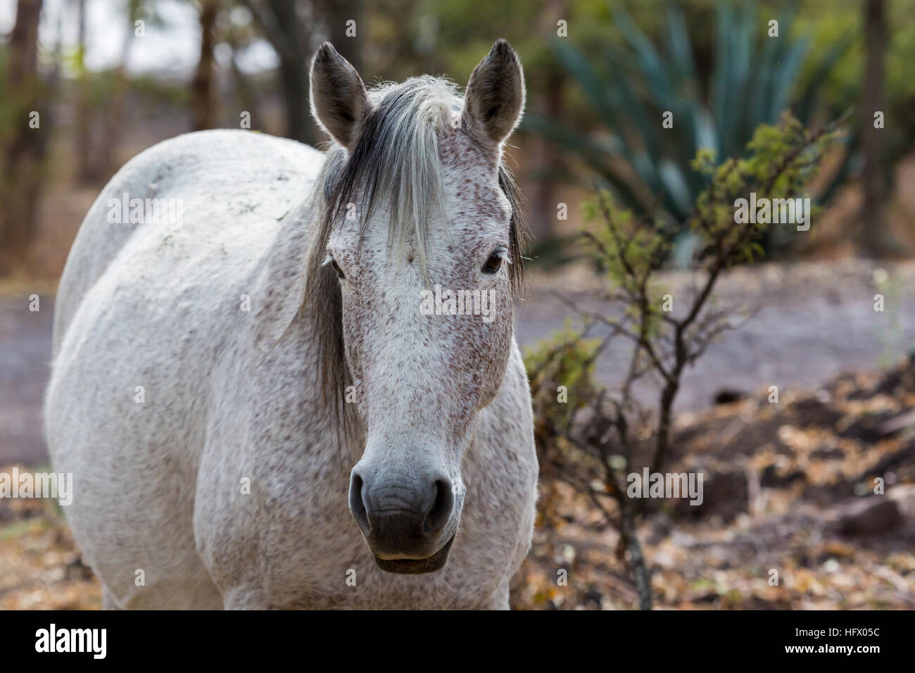 Wild and domesticated Mustangs of Mexico Stock Photo - Alamy