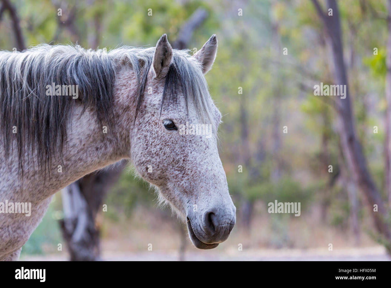 Wild and domesticated Mustangs of Mexico Stock Photo - Alamy