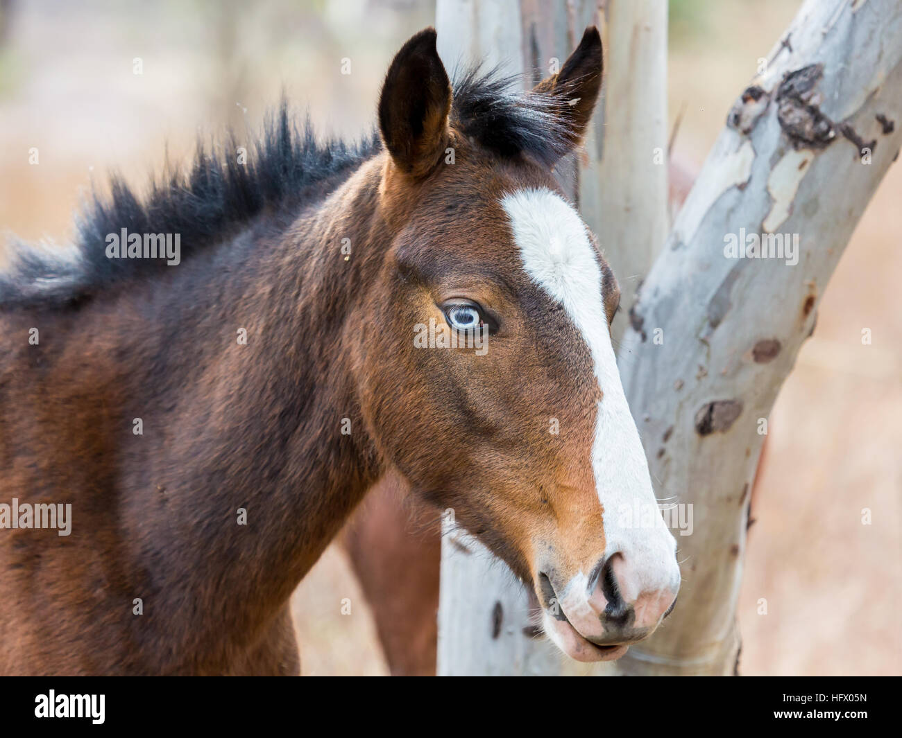 Wild and domesticated Mustangs of Mexico Stock Photo - Alamy