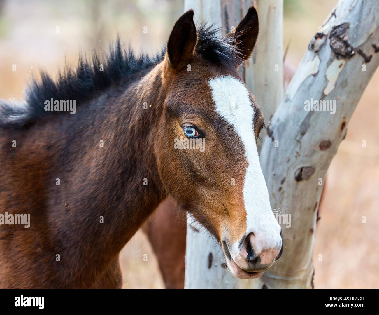 Wild and domesticated Mustangs of Mexico Stock Photo - Alamy