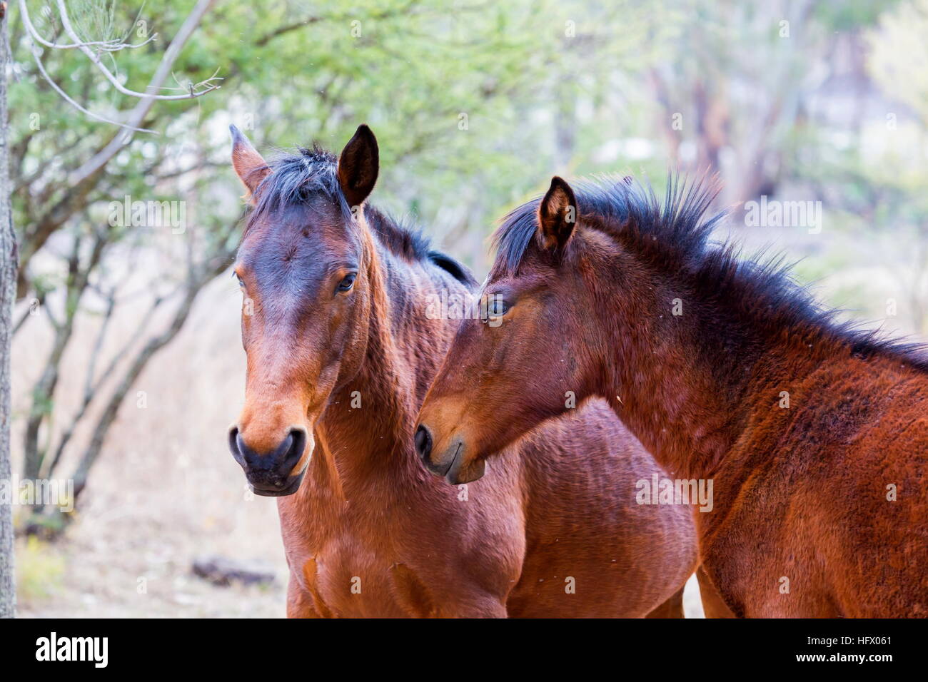 Wild and domesticated Mustangs of Mexico Stock Photo - Alamy