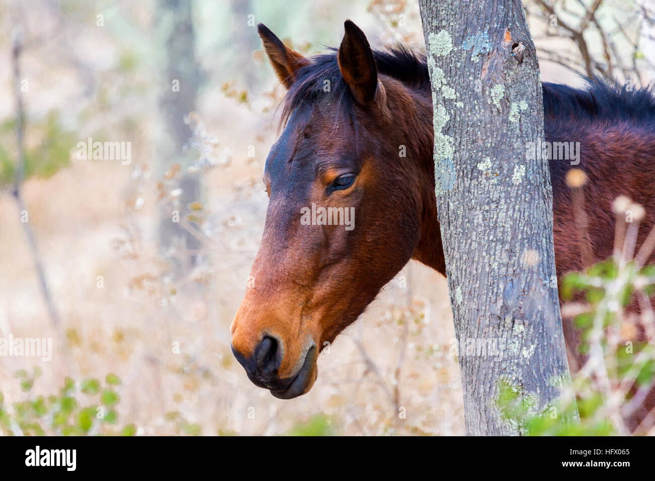 Wild and domesticated Mustangs of Mexico Stock Photo - Alamy