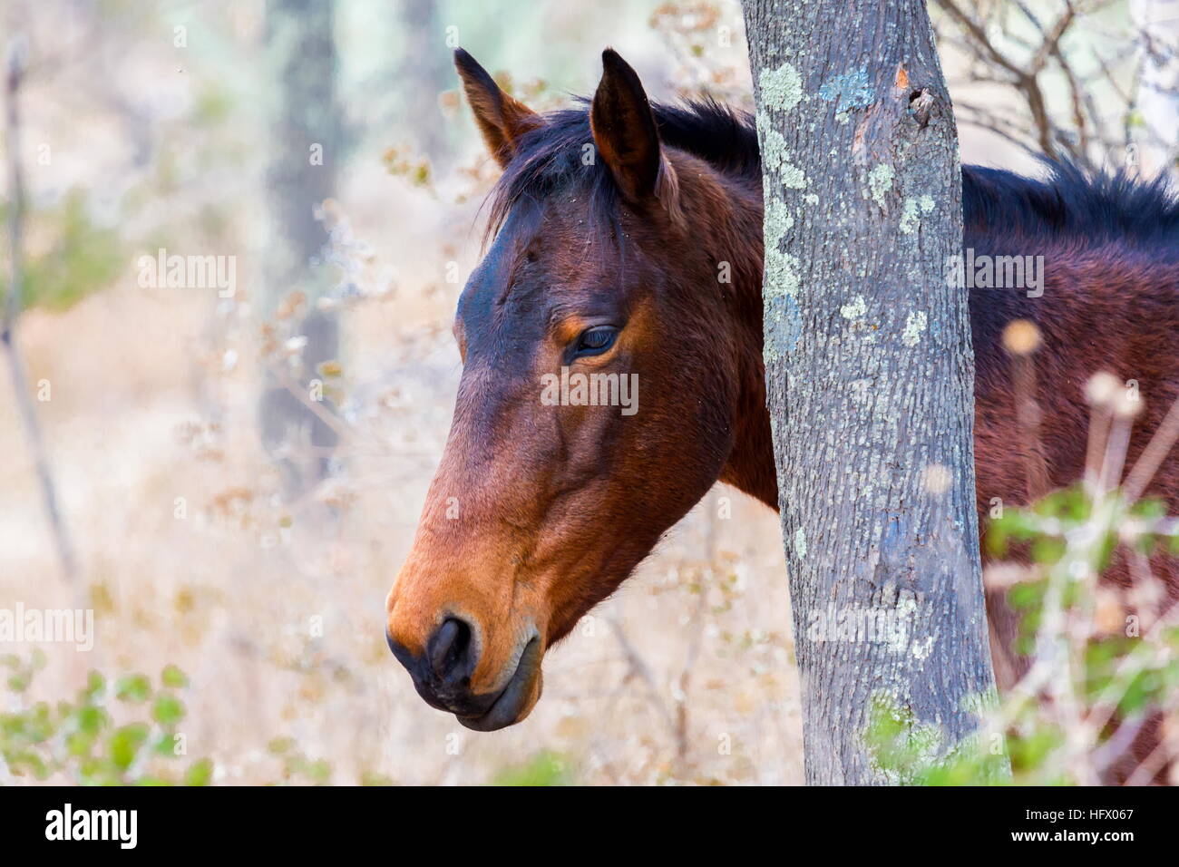 Wild and domesticated Mustangs of Mexico Stock Photo - Alamy