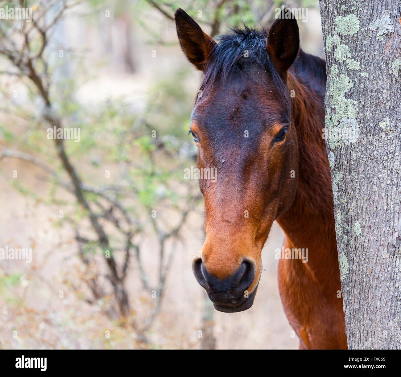 Wild and domesticated Mustangs of Mexico Stock Photo - Alamy