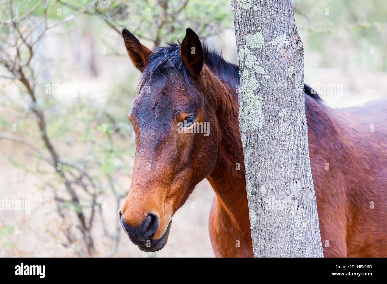 Wild and domesticated Mustangs of Mexico Stock Photo - Alamy