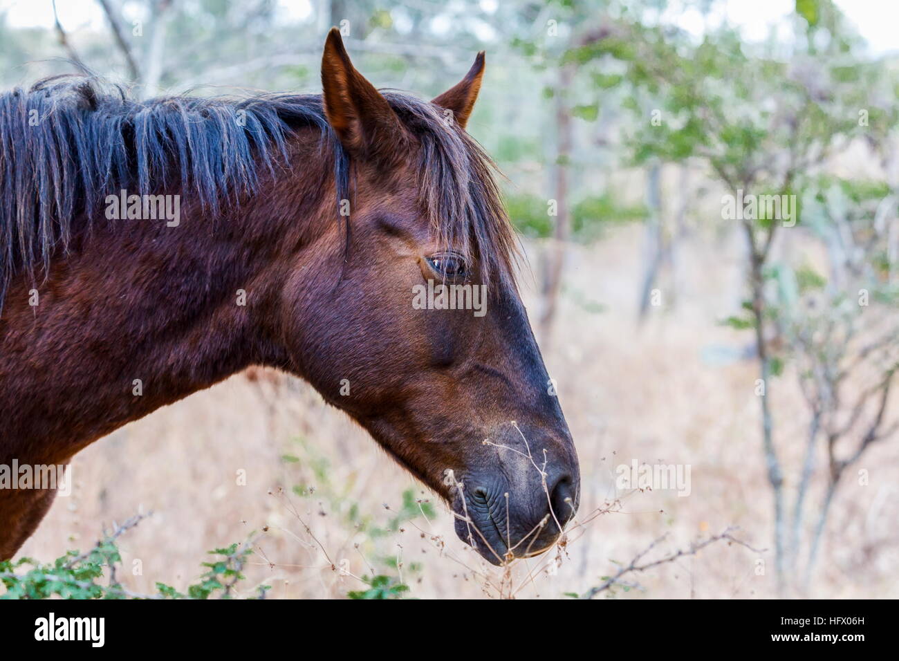 Wild and domesticated Mustangs of Mexico Stock Photo - Alamy