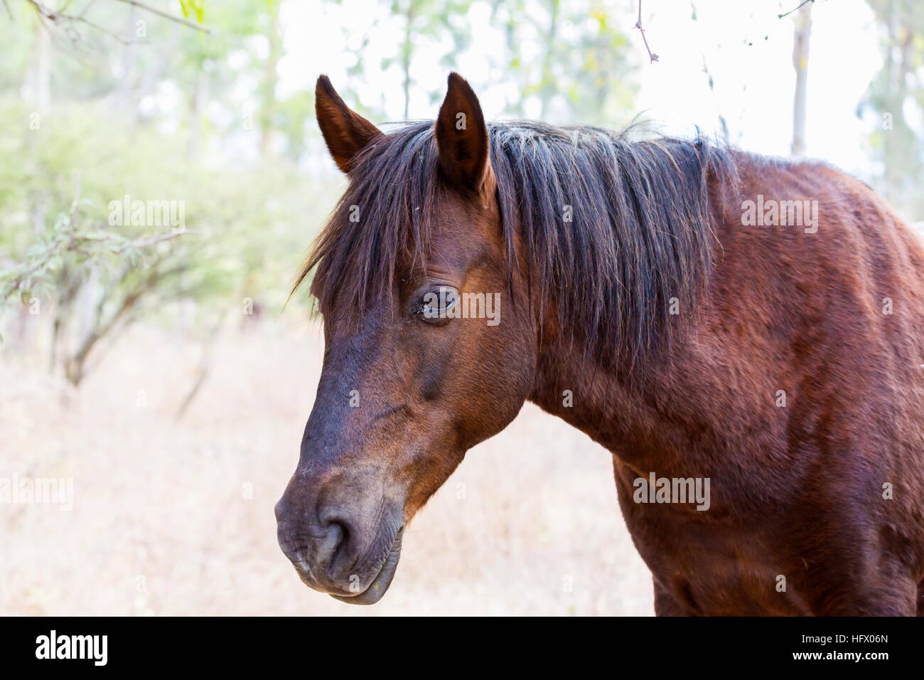 Wild and domesticated Mustangs of Mexico Stock Photo - Alamy
