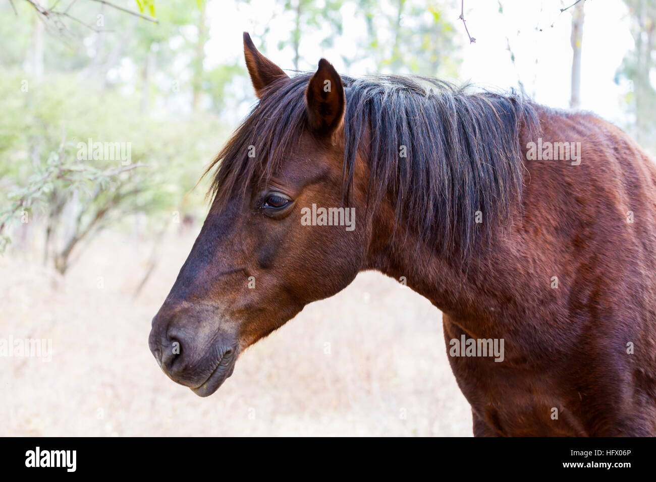 Wild and domesticated Mustangs of Mexico Stock Photo - Alamy