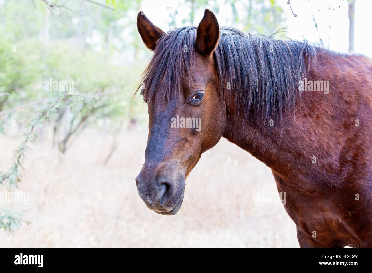 Wild and domesticated Mustangs of Mexico Stock Photo - Alamy